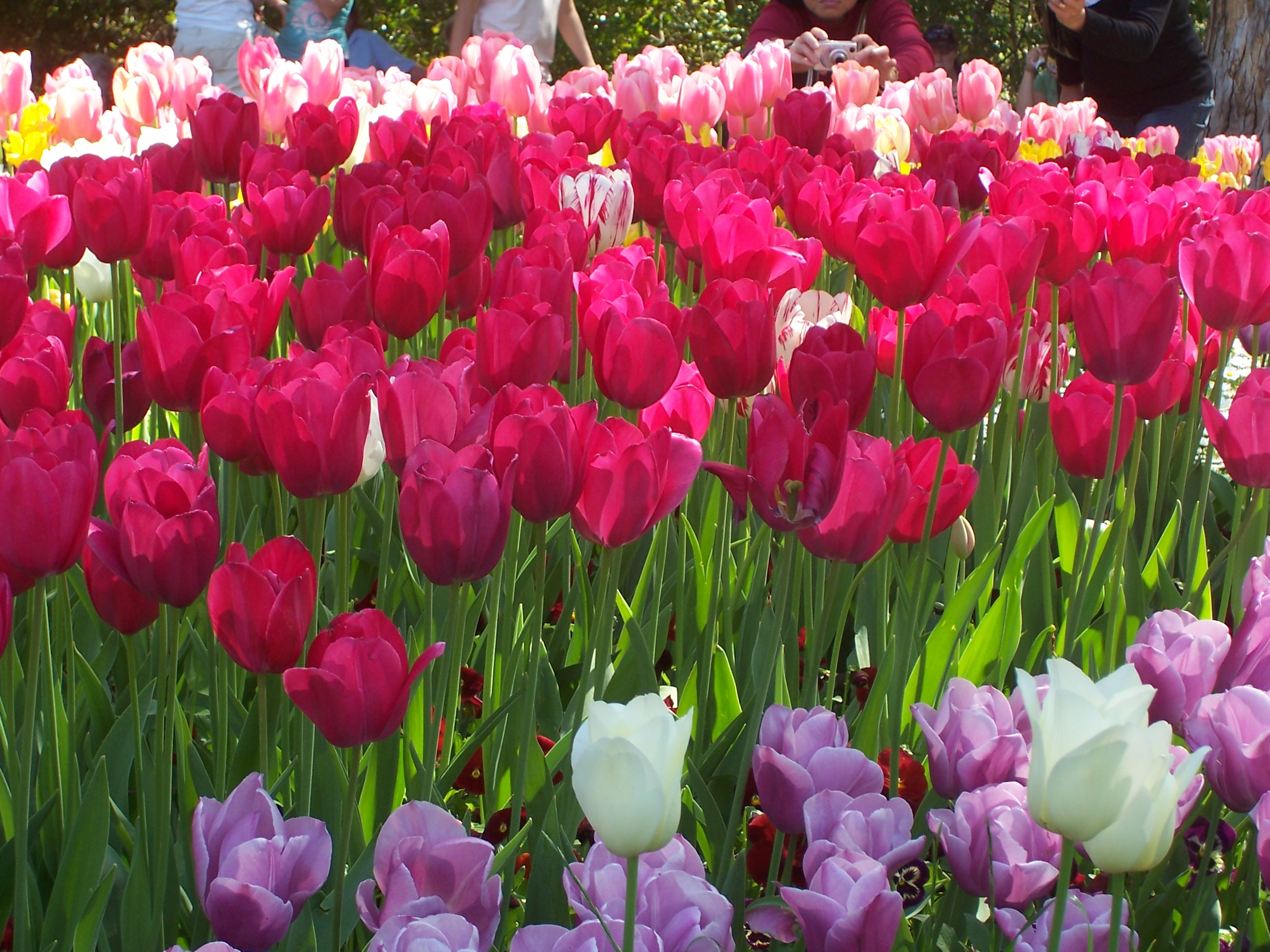 Daring Teens™ (and Tweens) - Daring in Australia